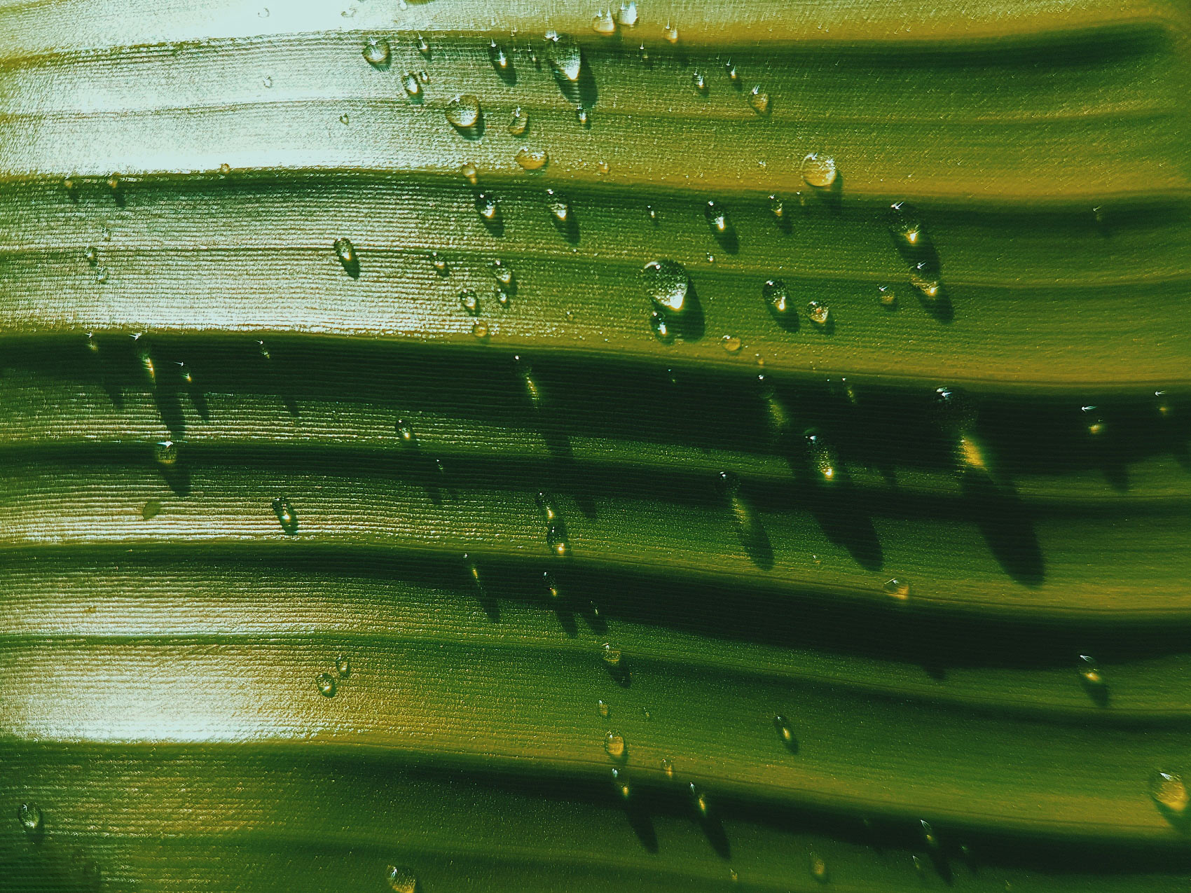 隆丰革乐美Henan Prosper & Colomer